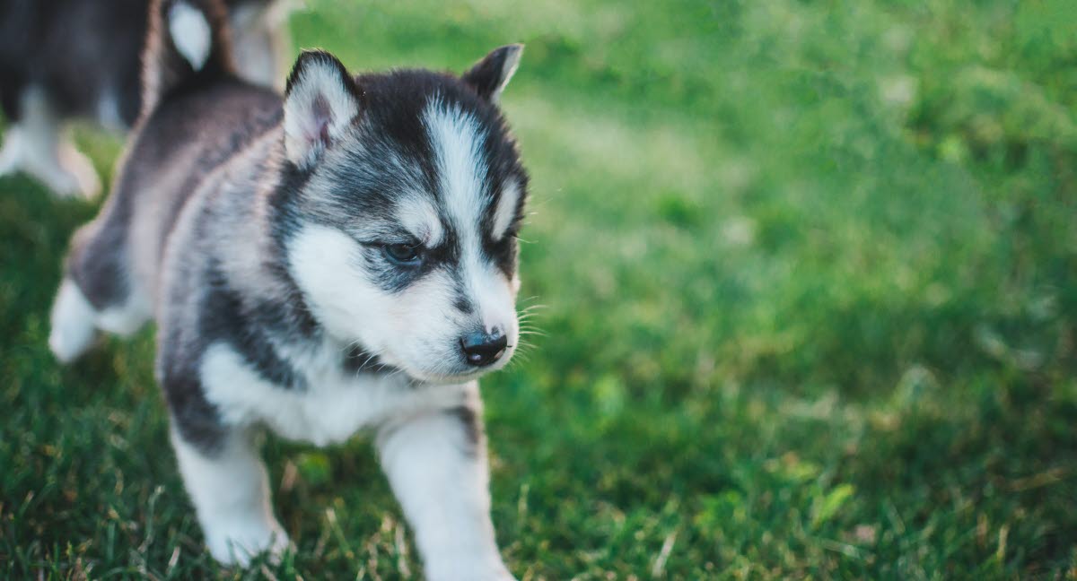 Hundehvalpe - Bliv klædt på til livet som hundeejer - Agria Dyreforsikring