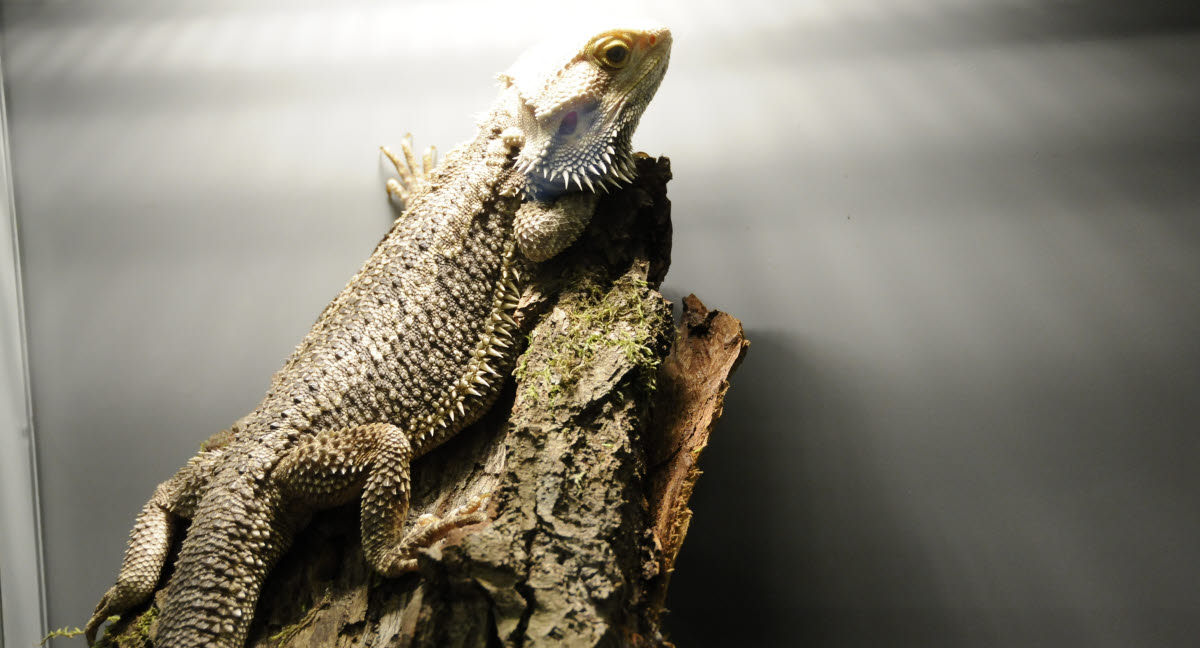 Fodring af leguan - Agria Dyreforsikring