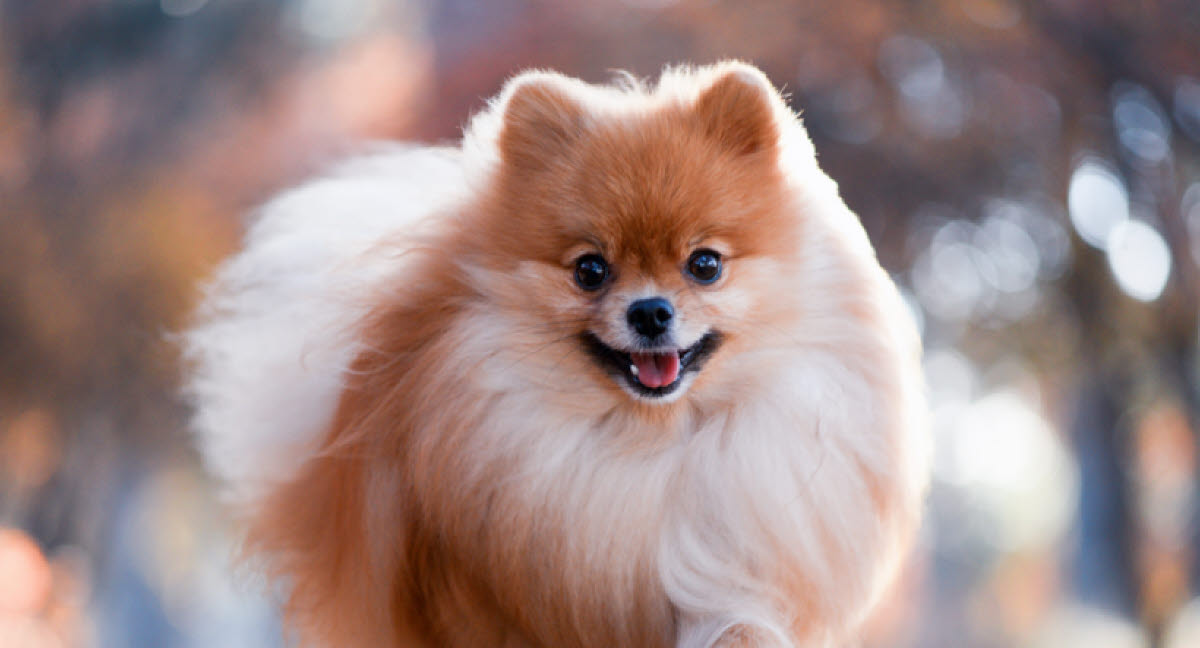 Pomeranian - Få fordele og ulemper ved racen her - Agria Dyreforsikring
