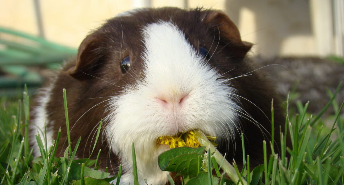 Sygdom hos marsvin - Agria Dyreforsikring