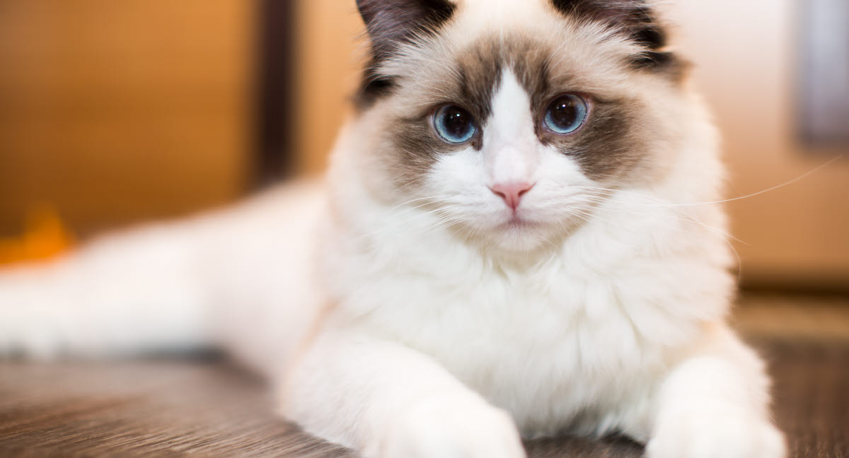 Ragdoll - Få fordele og ulemper ved racen her - Agria Dyreforsikring