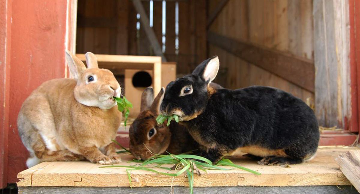 Vil du holde hamster, marsvin eller kanin? - Agria Dyreforsikring
