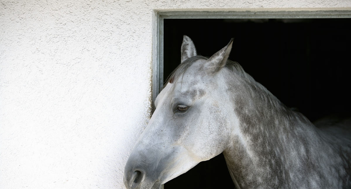 Kolik - Få styr på symptomer og behandling af kolik her - Agria ...