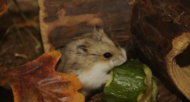 Pasning af hamster - Agria Dyreforsikring