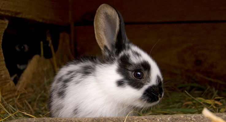 Pasning af kaniner - Agria Dyreforsikring