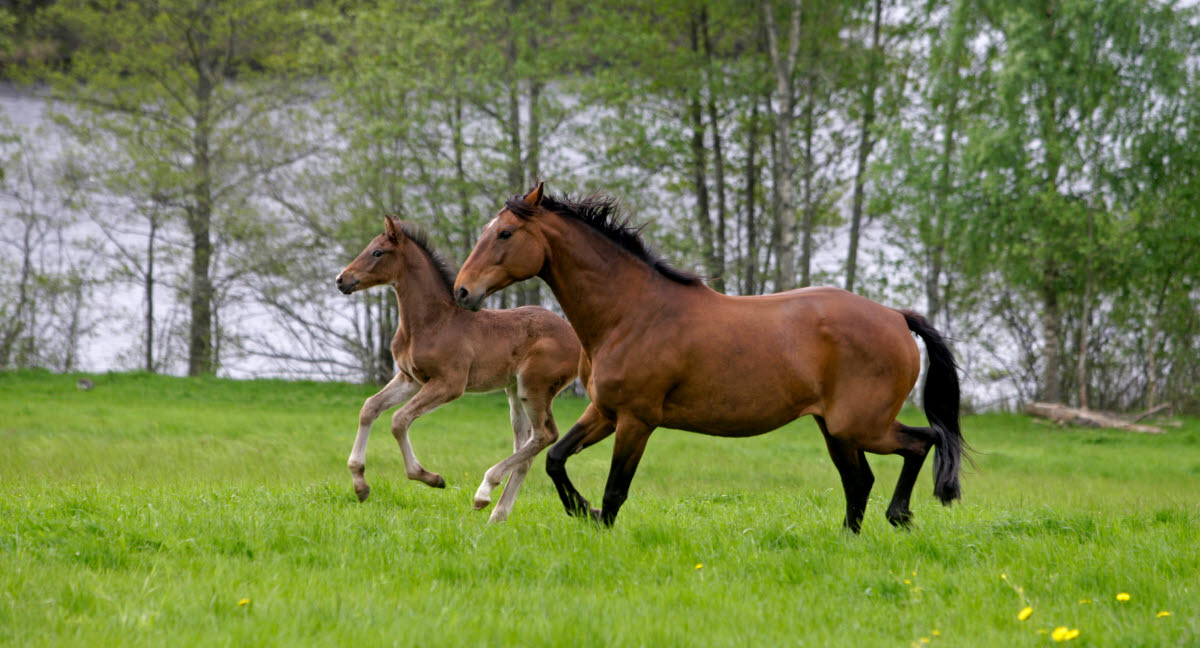 Sår hos heste - Læs mere om symptomer og behandling her - Agria ...