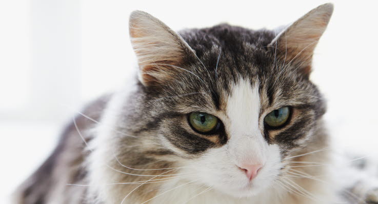 De mest almindelige adfærdsproblemer hos kat - Agria Dyreforsikring