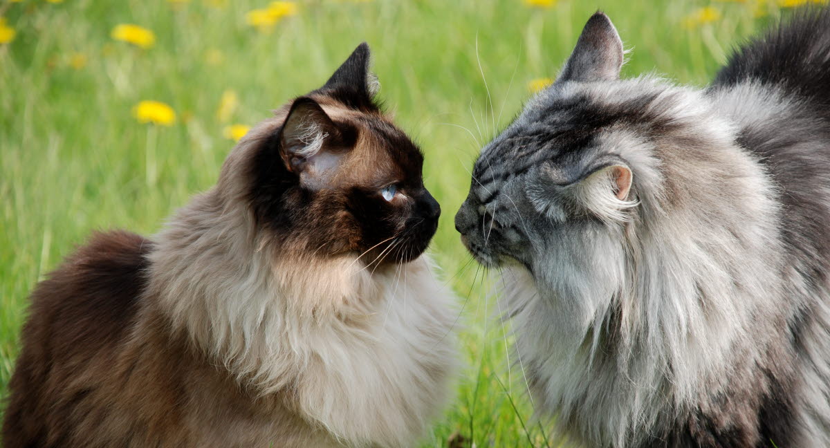 Langhårede, store katte - Agria Dyreforsikring