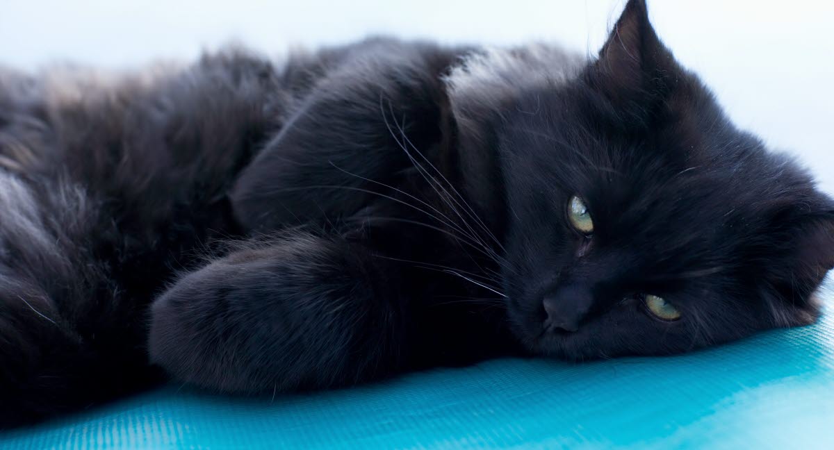 Ringorm hos kat - Agria Dyreforsikring