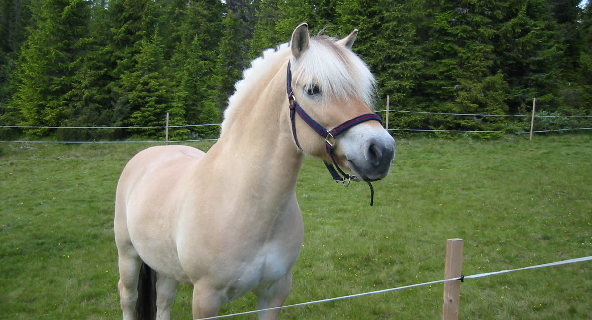 Mød fjordhesten: Perfekt kammerat til ponyinteresserede børn! - Agria ...