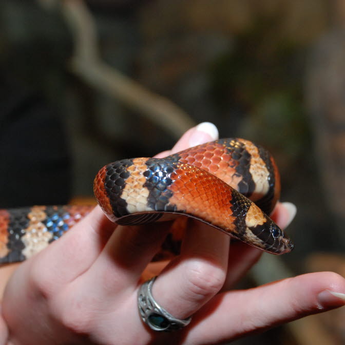 Artikler om inclusion body disease i området Smådyr - Agria Dyreforsikring