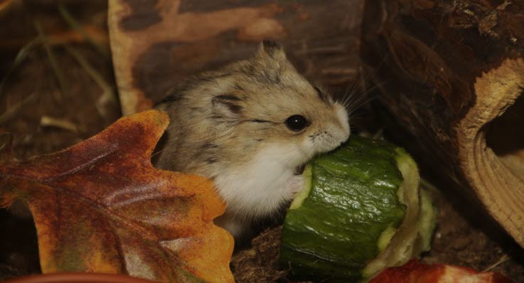 Pasning af hamster - Agria Dyreforsikring