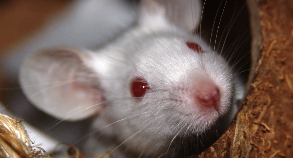 Bur til rotter og mus - Agria Dyreforsikring