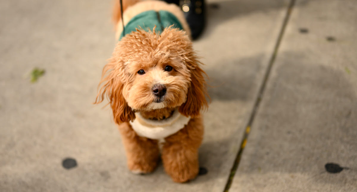 Havapoo - Få fordele og ulemper ved hundetypen her - Agria Dyreforsikring