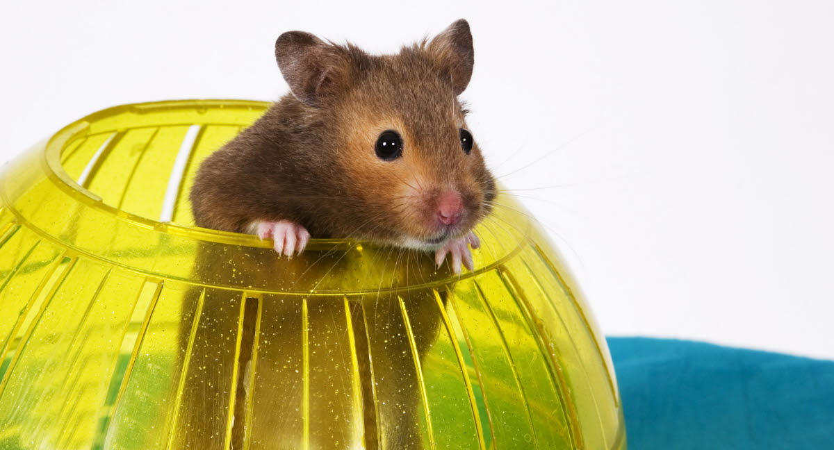 Gode råd, hvis du vil have en hamster - Agria Dyreforsikring