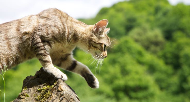 Katte og jagt - Agria Dyreforsikring