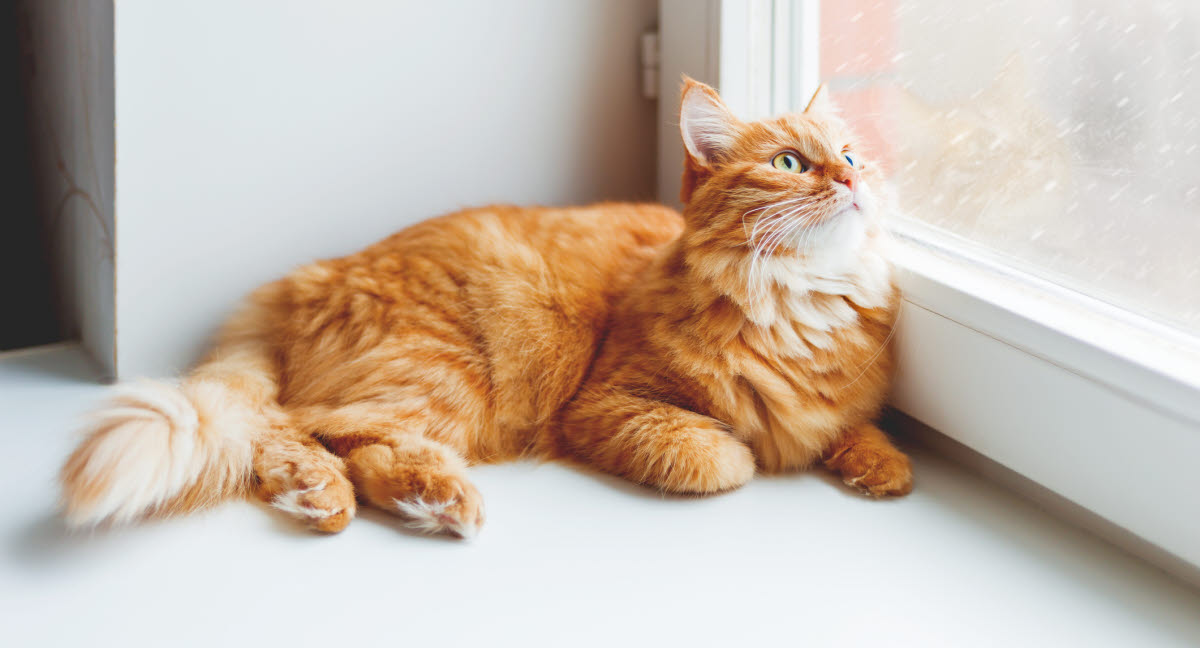 Aggression mod mennesker fra katte - Her kan du få hjælp! - Agria ...