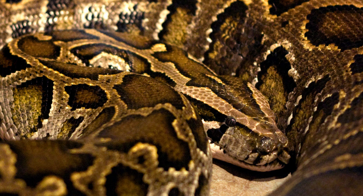 Slangers reproduktion - Agria Dyreforsikring