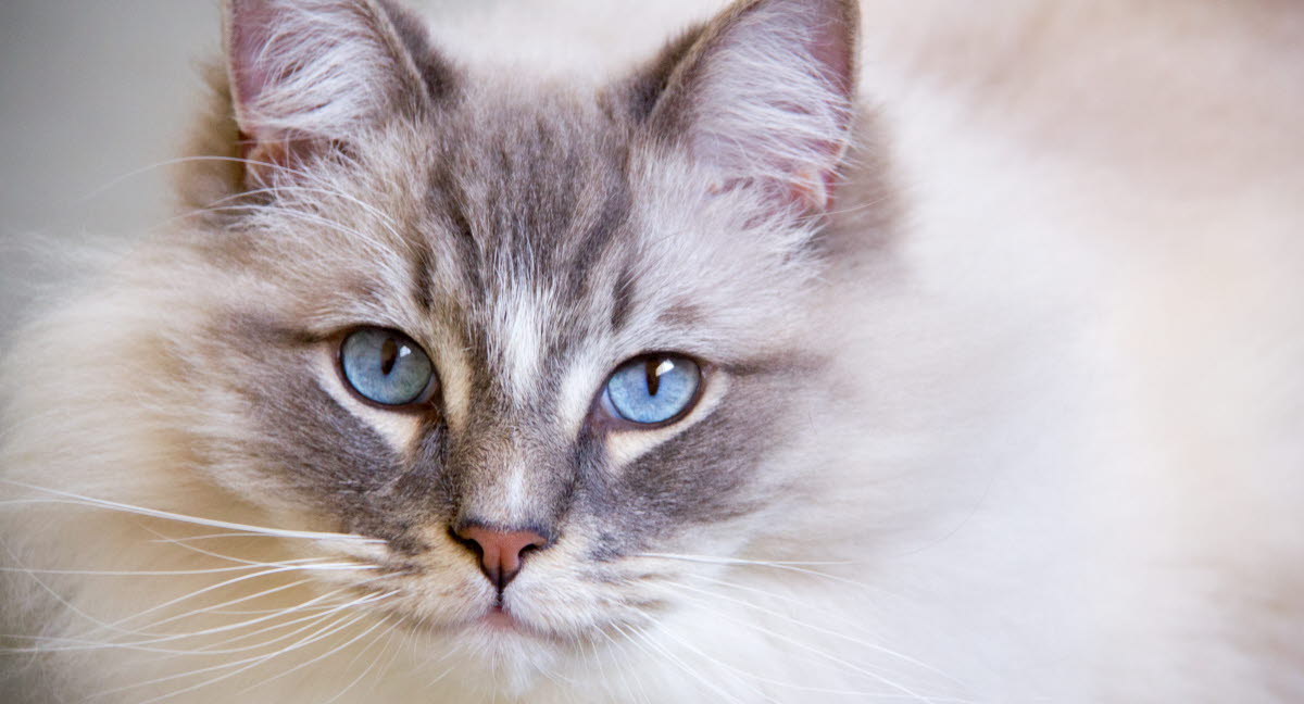 De sundeste katteracer - Baseret på Agria Breed Profiles - Agria ...