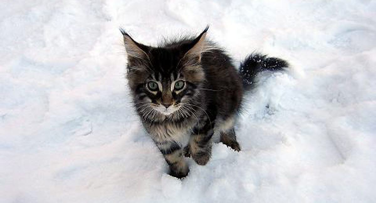 Frost og kulde er farligt for din kat: du skal give den mulighed for at ...