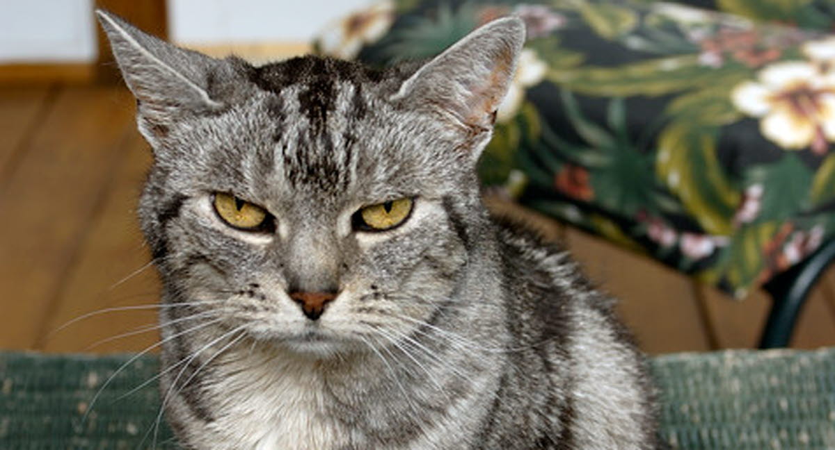 Katten skyder ryg… - Agria Dyreforsikring